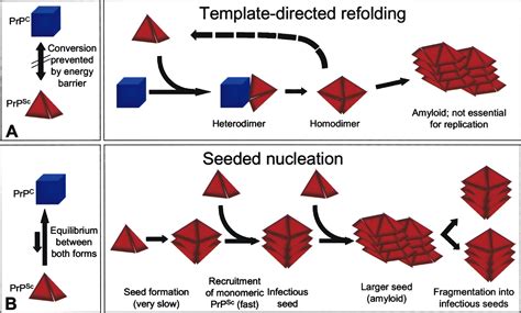 Mammalian Prion Biology Cell