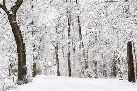 冬、冬の森、雪に覆われた森、霜、森林、自然、風景、木、雪が多い、白、フローズン Pikist