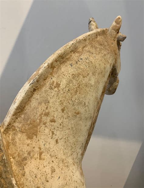 Proantic Chine Dynastie Tang Grand Cheval Funéraire