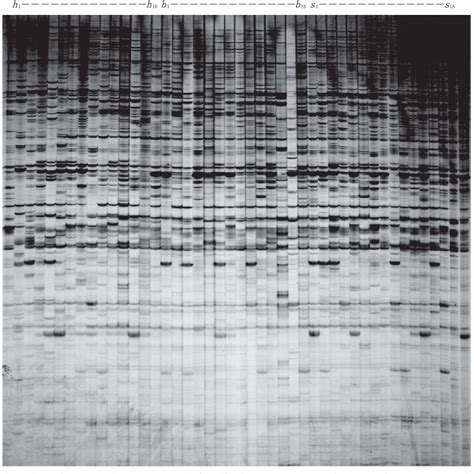 table 1 from amplified fragment length polymorphism analysis to