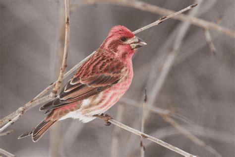 Brown And Red Birds Global Birding Initiative Brown And Red Birds Global Birding Initiative