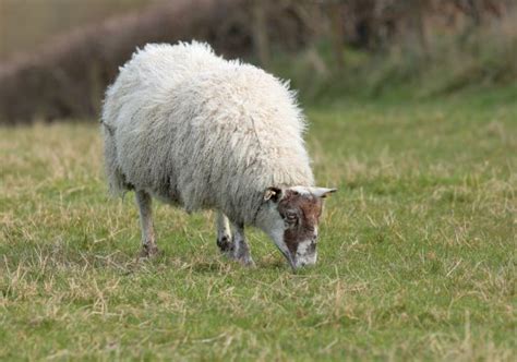 Opportunity For Farmers To Avail Of The Ni Sheep Scab Scheme Ulster