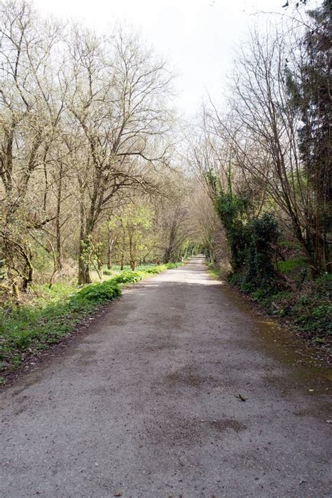 British Woodland Scenery Walk Through A Walking Trail With Path Stock