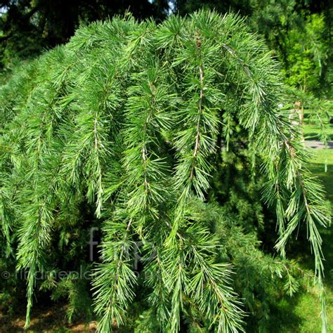 A Big Photo Of Cedrus Deodara Leaf Close Up From Findmeplants
