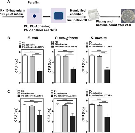 Antimicrobial Testing A Schematic Representation Of The Download Scientific Diagram