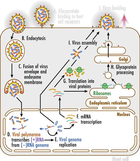 Influenza A Virus Structure Genome Replication Treatment Prevention Biology Notes Online