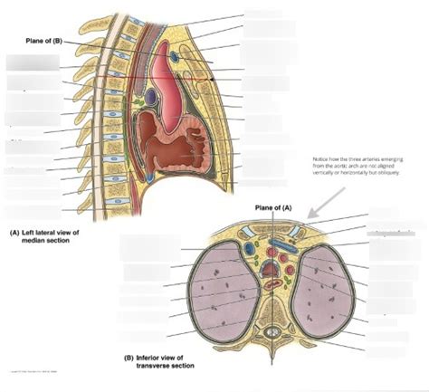 Left Lateral View Of Median Section And Inferior View Of Transverse