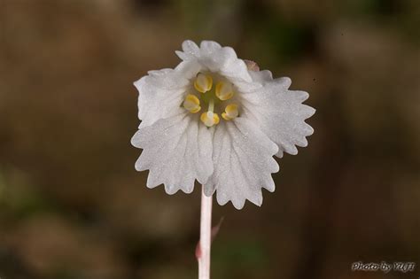 Shortia Rotundifolia Var Rotundifolia