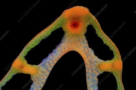 Sedge Stalk Light Micrograph Stock Image C0578123 Science Photo