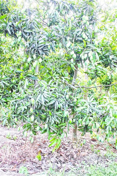 Call To Promote Jardalu Mangoes Telegraph India