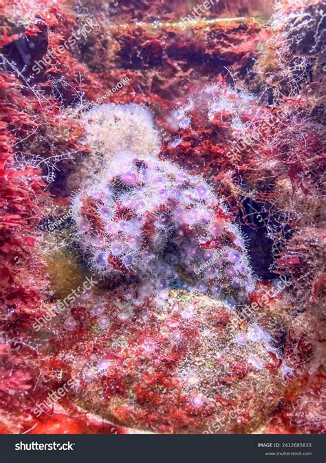 Antozoa Más De 17 Fotos De Stock Con Licencia Libres De Regalías