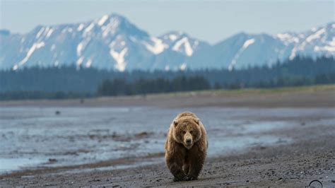 Bear Wallpaper 65 Images
