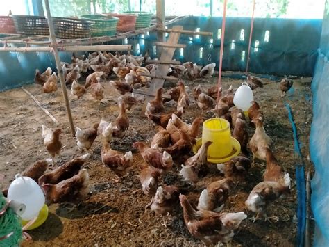 วันนี้จัดส่งไก่สาวและเป็ดสาวให้ลูกค้า⏩ลงหลายจุดหน่อยนะคะ นครปฐม ราชบุรี