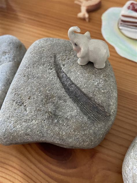 Second Opinion On Trace Fossil Rfossilid