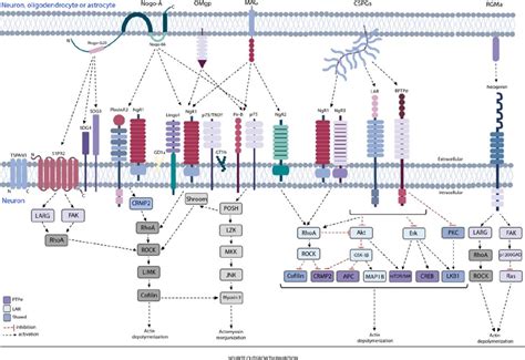 Publishing House Of Neural Regeneration Research On Linkedin Axonal