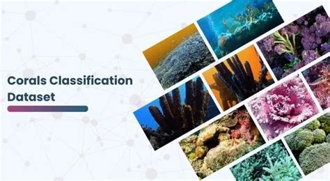 Corals Classification Dataset AI Tools For Conservation