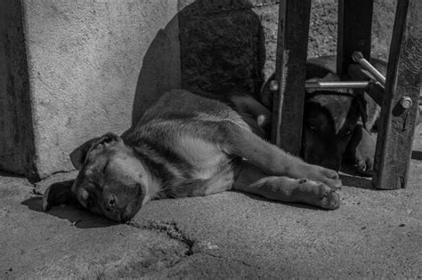 Premium Photo Puppy Sleeping