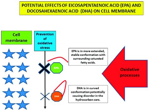 Schematic Representation Of Potential Difference Between EPA And DHA At