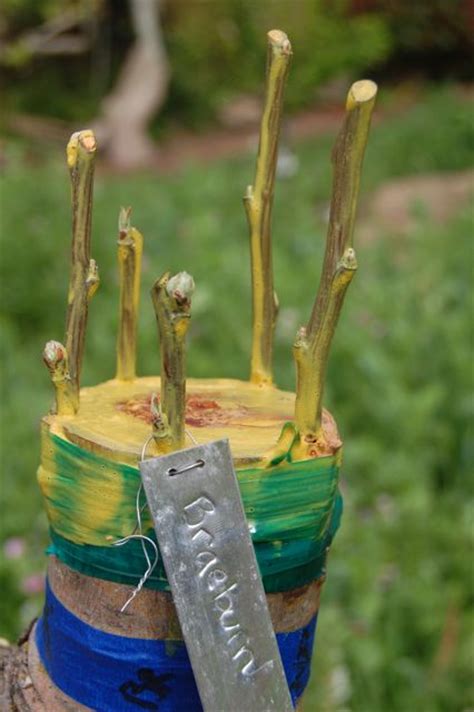 Bark Grafting The Fruit House