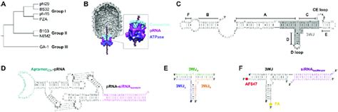 A Phylogenetic Tree Depicting The Branching Of The Phi29 Like Phage