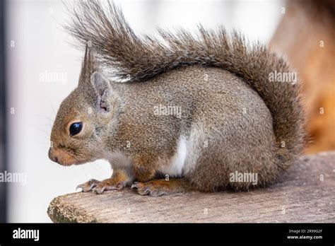 The Japanese Squirrel Sciurus Lis Is A Tree Squirrel In The Genus