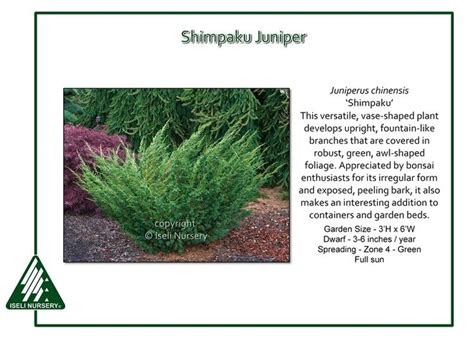 Juniperus Chinensis ‘shimpaku Iseli Nursery Garden Beds Leyland