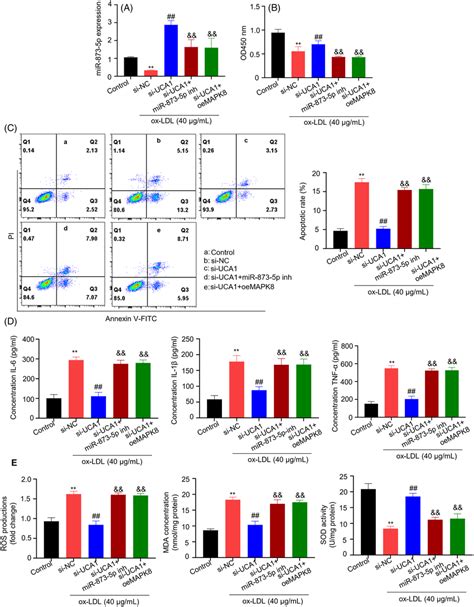 Uca1 Regulates The Ox‐ldl‐induced Huvecs Injuries By Regulating