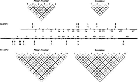 Single Nucleotide Polymorphism Positions And Linkage Disequilibrium