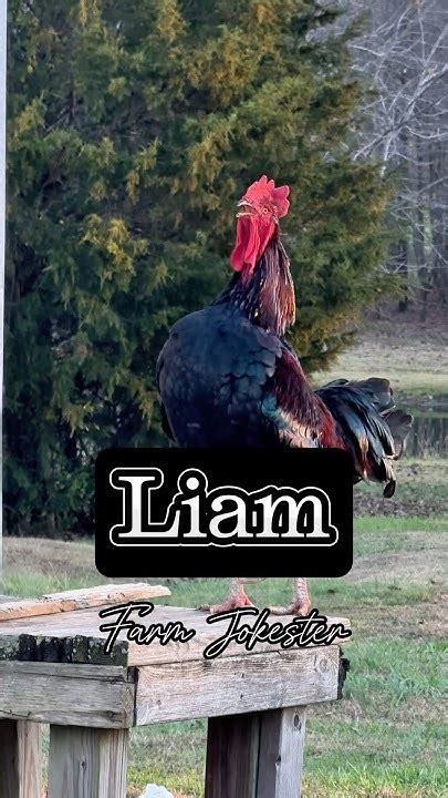 Liam Oh Liam Liiiaaaaamm Liam Humor Laugh Chickens Hens