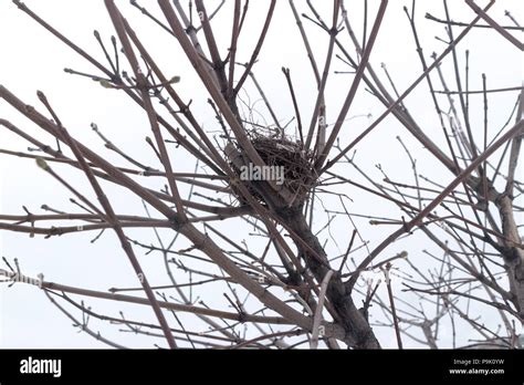 Empty Bird Nest On Bare Branches Of A Tree Stock Photo Alamy