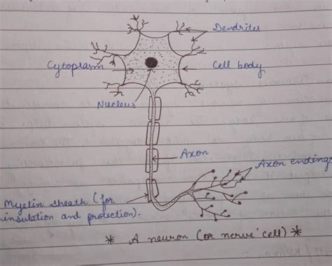 Draw the structure of neuron and explain its functions class 10 - Brainly.in