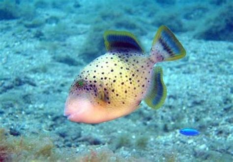 Yellowmargin Triggerfish Alchetron The Free Social Encyclopedia