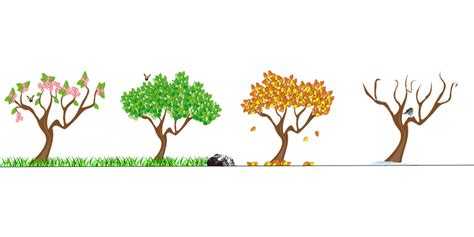 Gratis Vectorafbeelding Seizoenen Vier Seizoenen Boom Gratis Afbeelding Op Pixabay 158601