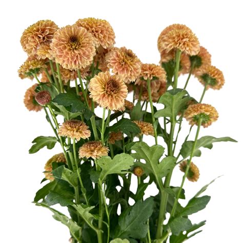 Pom Pon Button Peach Flora Fresh