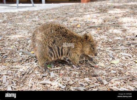 Wild Quokka Roaming Free In Its Natural Habitat At Rottnest Island In