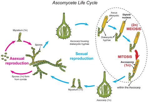 Ascomycota Life Cycle