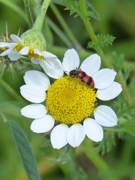 10 Free Apiarius And Trichodes Apiarius Images Pixabay