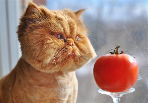 Psbattle Fat Orange Cat Staring At A Tomato Photoshopbattles