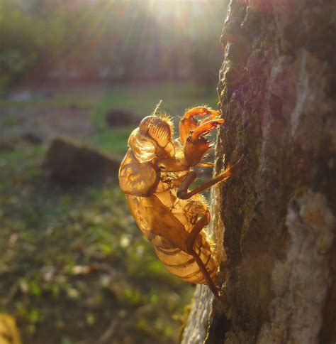 Cicada Shell Molt In The Sun Cicada Shell Cicada Cicada Tattoo