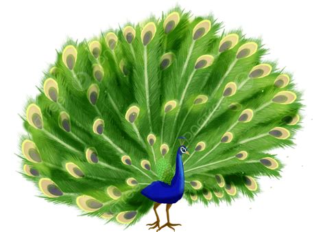 Peacock With Beautiful Wings Peacock Peacock Flaunting Its Tail