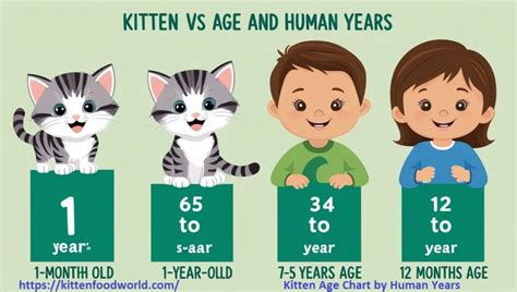 Kitten Age Chart Track Your Kittens Growth And Development By Weeks