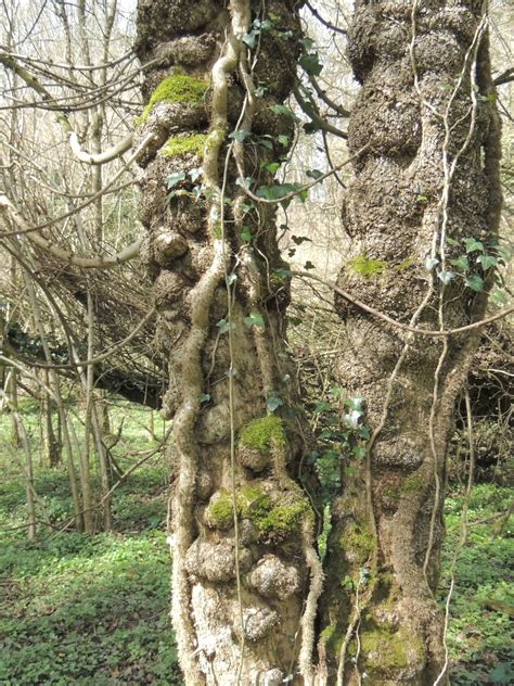 arbre Tous les messages sur arbre Si nos yeux étaient un appareil photo