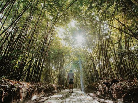SFIDN FITS Blog 7 Destinasi Wisata Hutan Bambu Yang Sangat Instagenic Di Indonesia