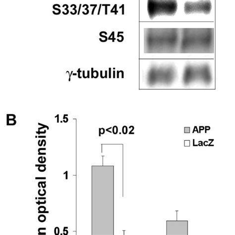 App Facilitates β Catenin Degradation By Increasing β Catenin