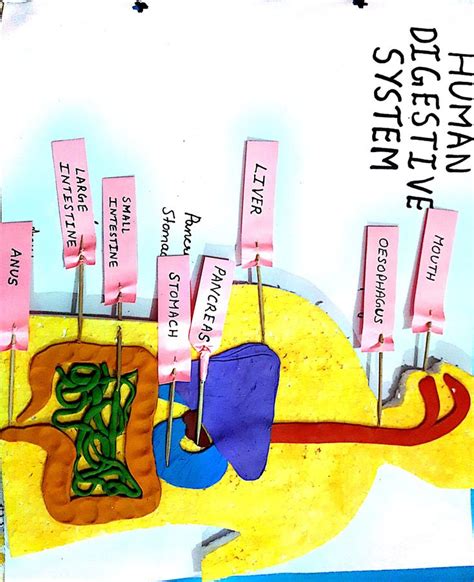 Human Digestive System Digestive System Diagram Project Working