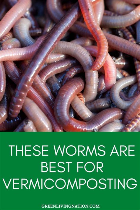 Can You Have Too Many Worms In Your Compost What Do They Eat Artofit