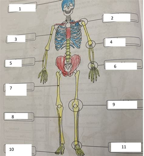 Huesos Ciencias Paola Diagram Quizlet