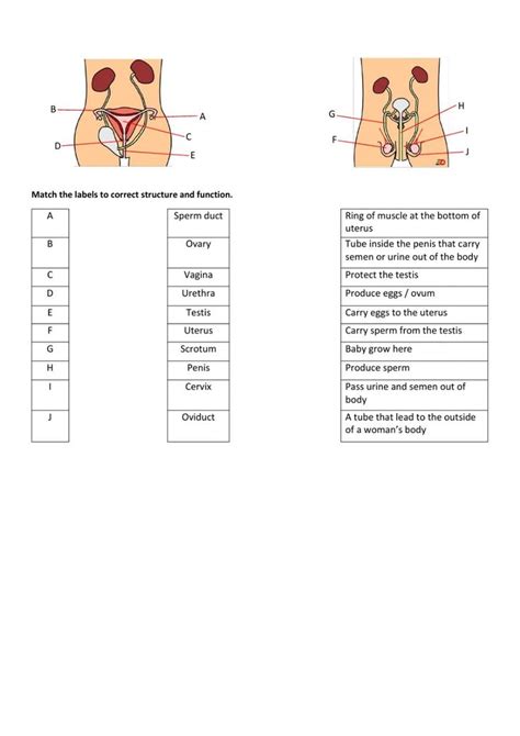 The Female Reproductive System Worksheet