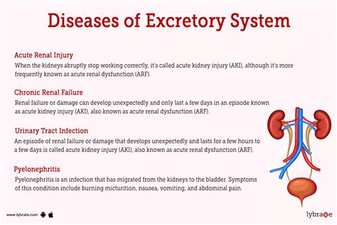 Urinary System Disease Excretory System Medicine Notes