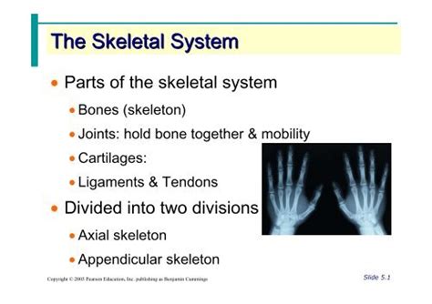 Skeletal System Powerpoint